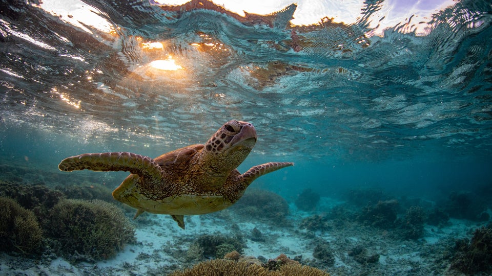 The 4 Best Eco-Friendly Ocean Adventures
