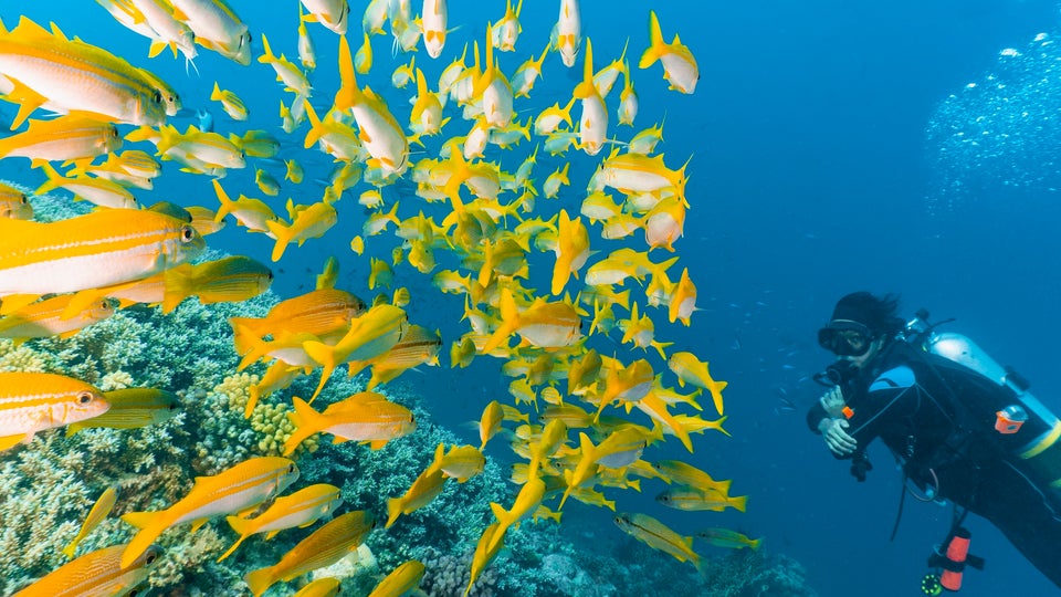 The 4 Best Eco-Friendly Ocean Adventures