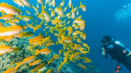 The 4 Best Eco-Friendly Ocean Adventures