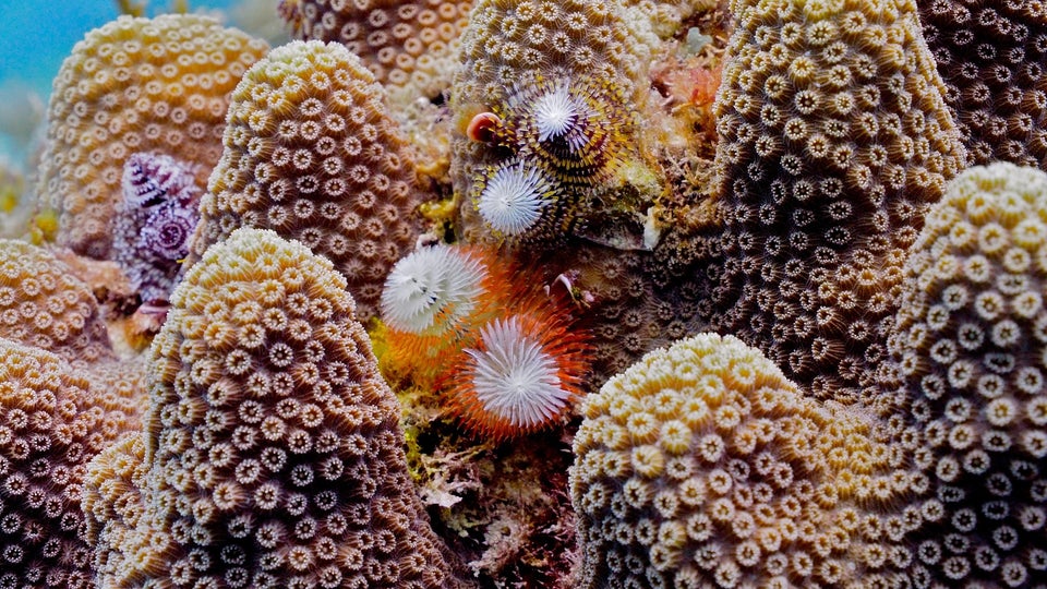 The 4 Best Eco-Friendly Ocean Adventures