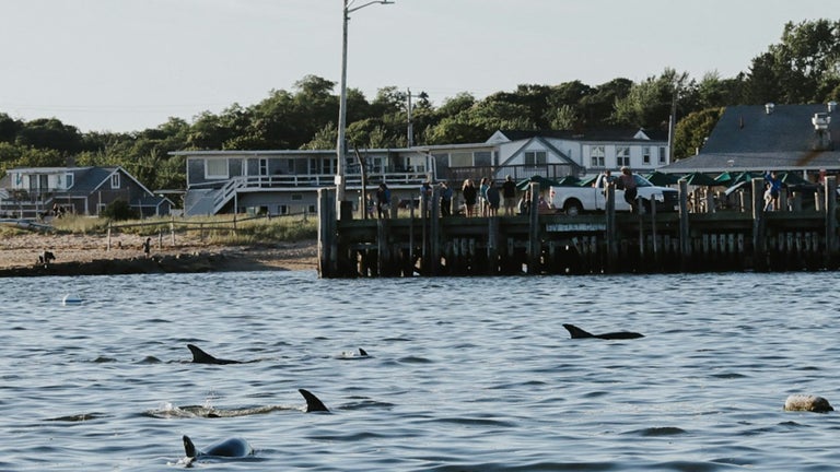 How Scientists Saved 100 Stranded Dolphins on Cape Cod