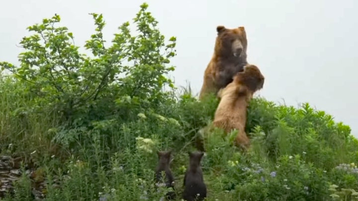 Momma Bear Defends Cubs in Epic Alaska Grizzly Battle