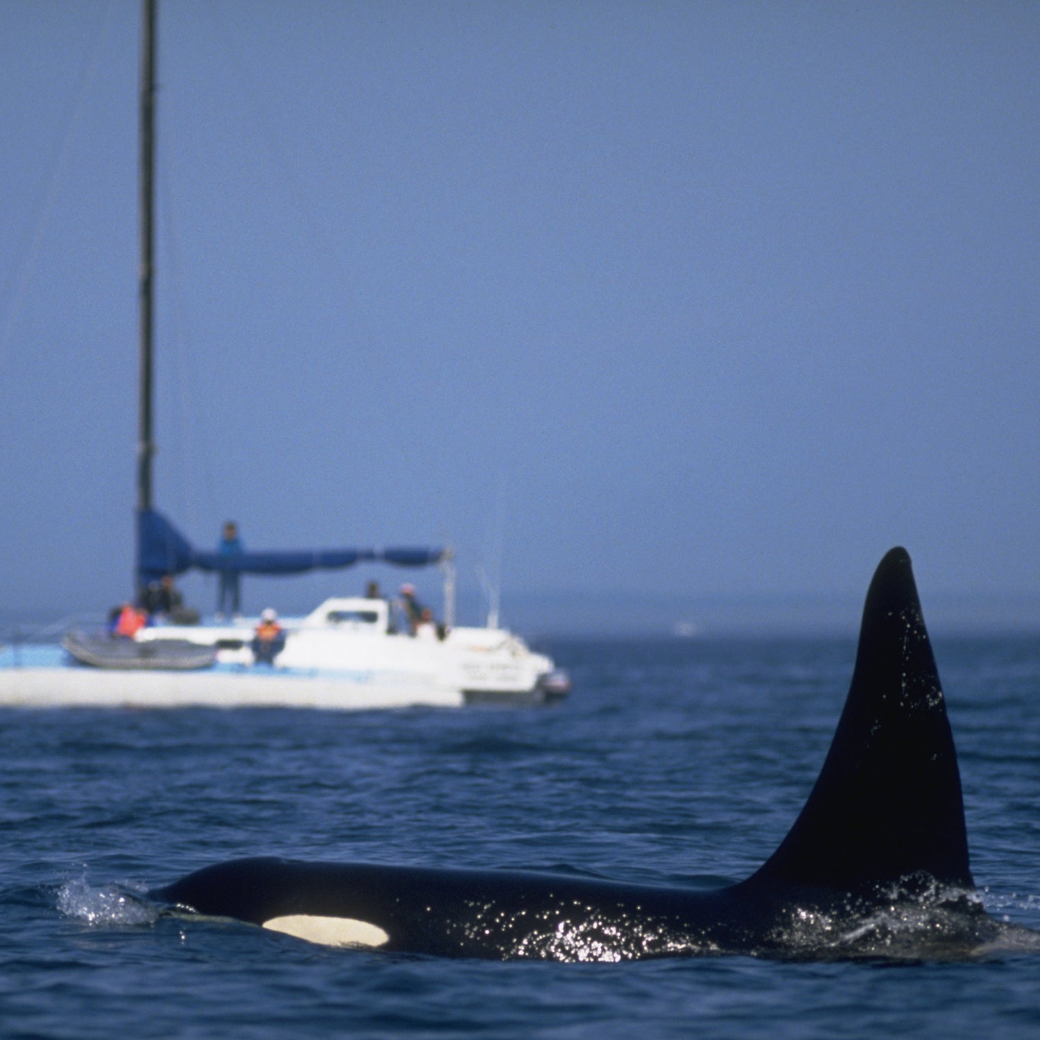 We Sailed Through Orca Alley, Where Whales Are Attacking Boats