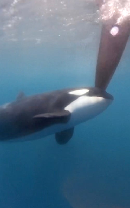 We Sailed Through Orca Alley, Where Whales Are Attacking Boats