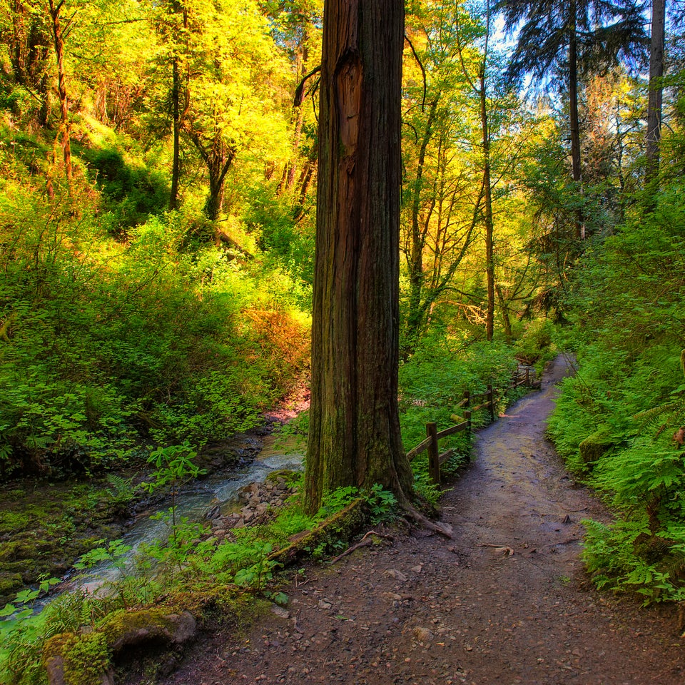 The Local’s Guide to Trail Running in the Pacific Northwest