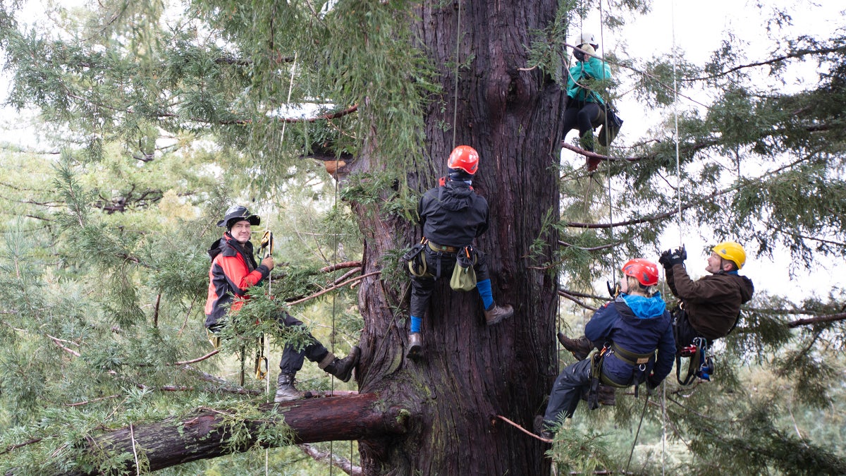California's Giant Redwoods Are Under Threat from YouTubers