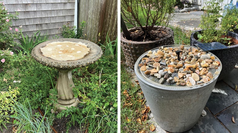 How to Build a Hummingbird Habitat (And Why You Should Do It)