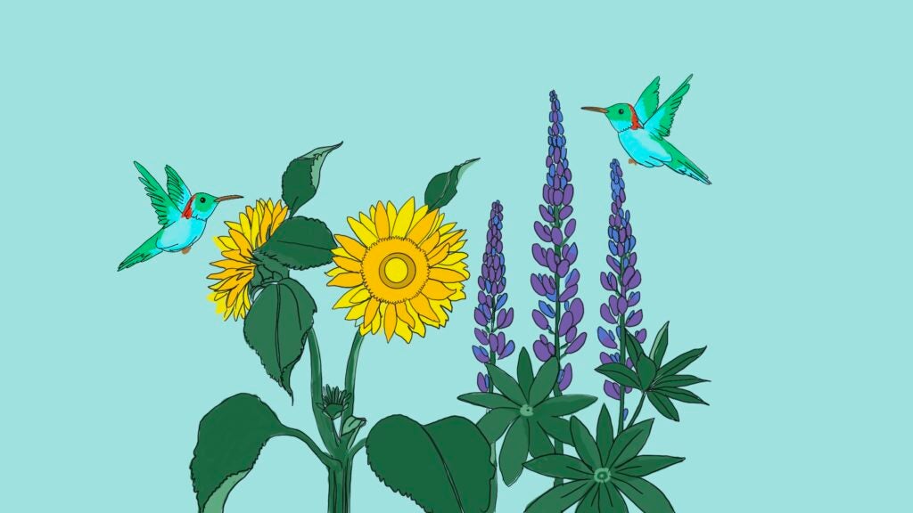 How to Build a Hummingbird Habitat (And Why You Should Do It)