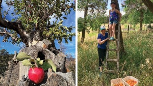 Heritage Trees Produce America’s Tastiest Fall Fruits