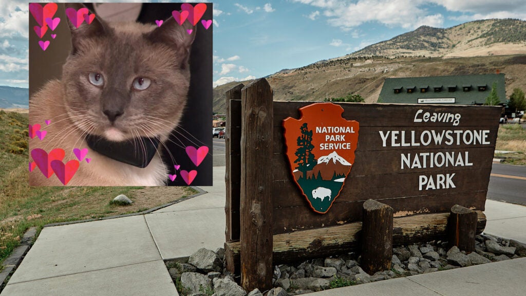11 Questions for the Amazing Yellowstone Cat