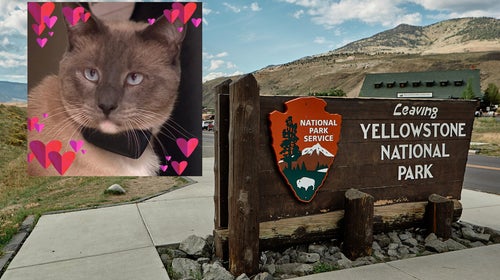 11 Questions for the Amazing Yellowstone Cat