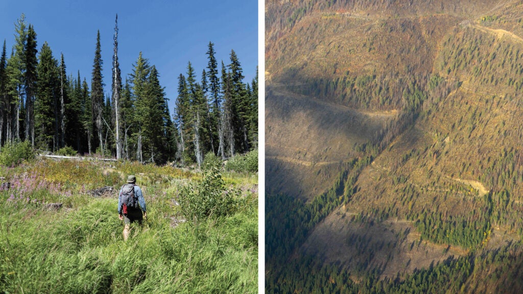 Inside the Battle Over Old Growth in Montana’s Yaak Valley