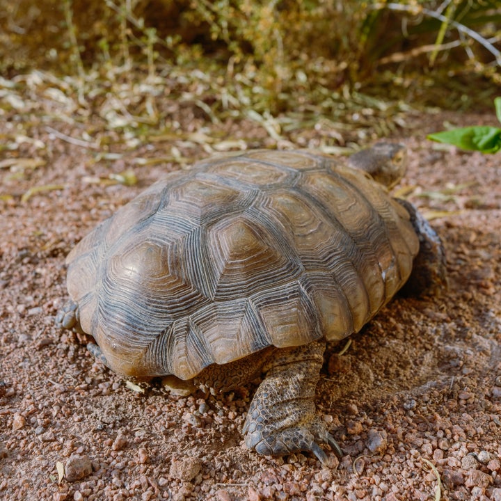 The Turtle Trackers Who Found Human Bones in the Desert