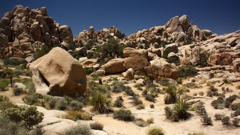 11 Best Hikes in Joshua Tree National Park