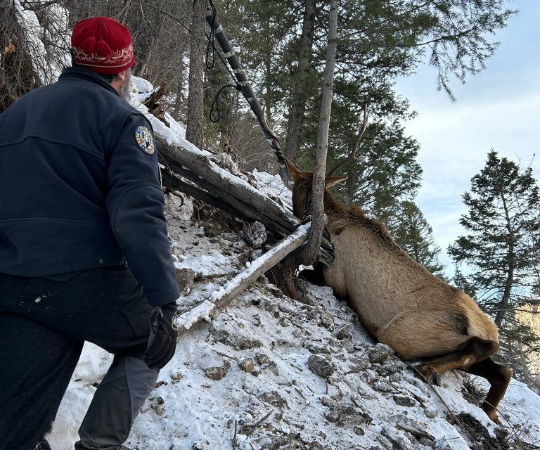 Colorado Biologists Saved an Elk that Was Stuck in a Climbing Rope