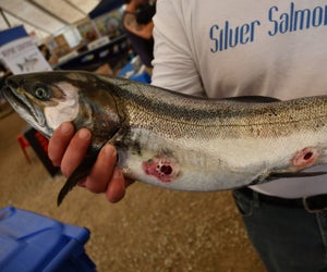 ‘The Fish Thief’ Chronicles the War Against the Sea Lamprey