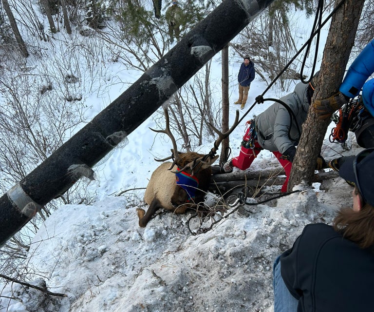 Colorado Biologists Saved an Elk that Was Stuck in a Climbing Rope