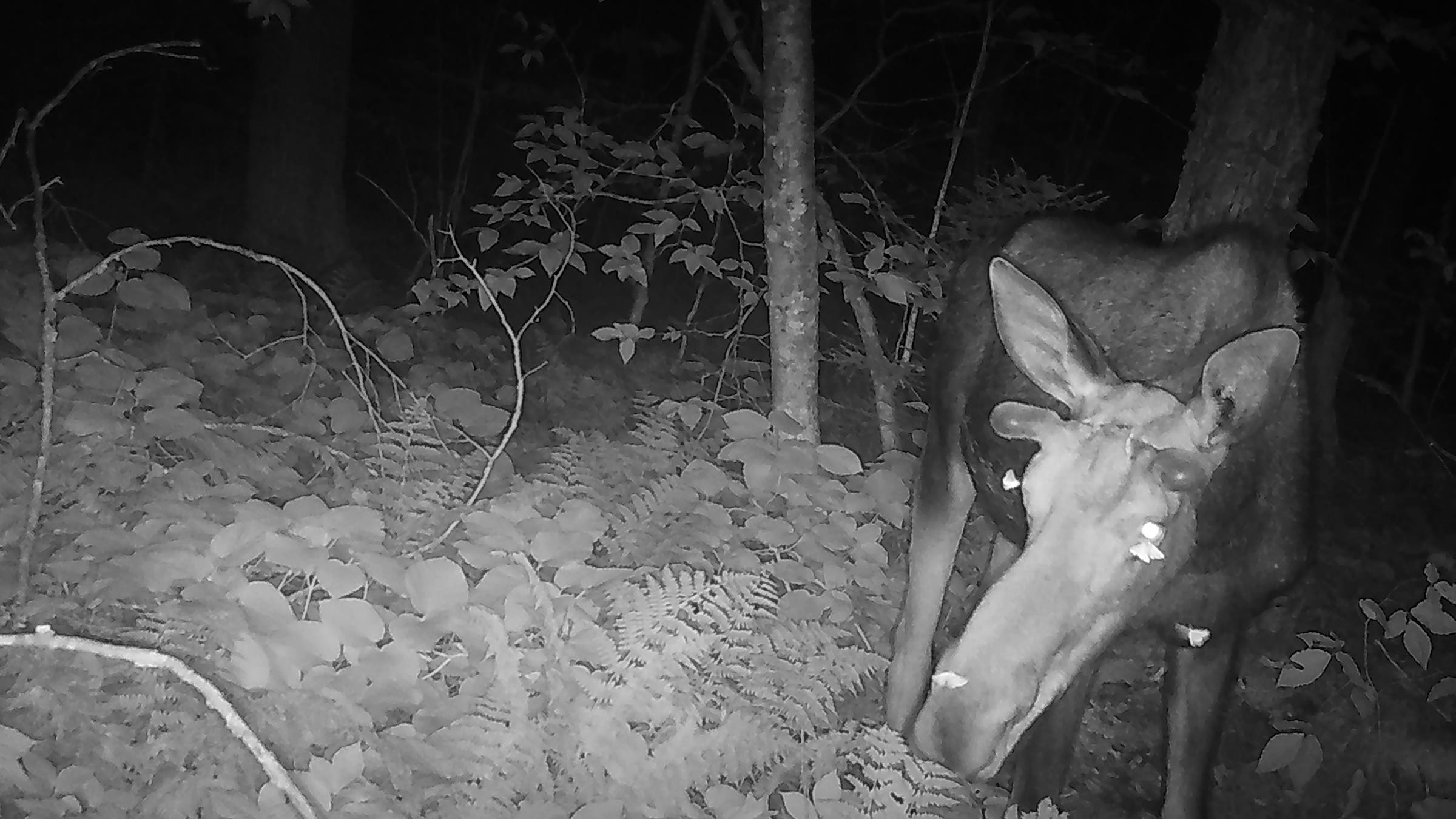 Trail Cam Photos Capture Moths Drinking Tears from a Moose
