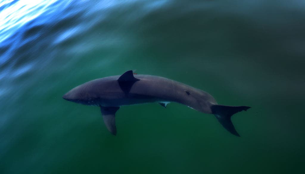 A Fisherman Caught a Great White Shark on Nantucket