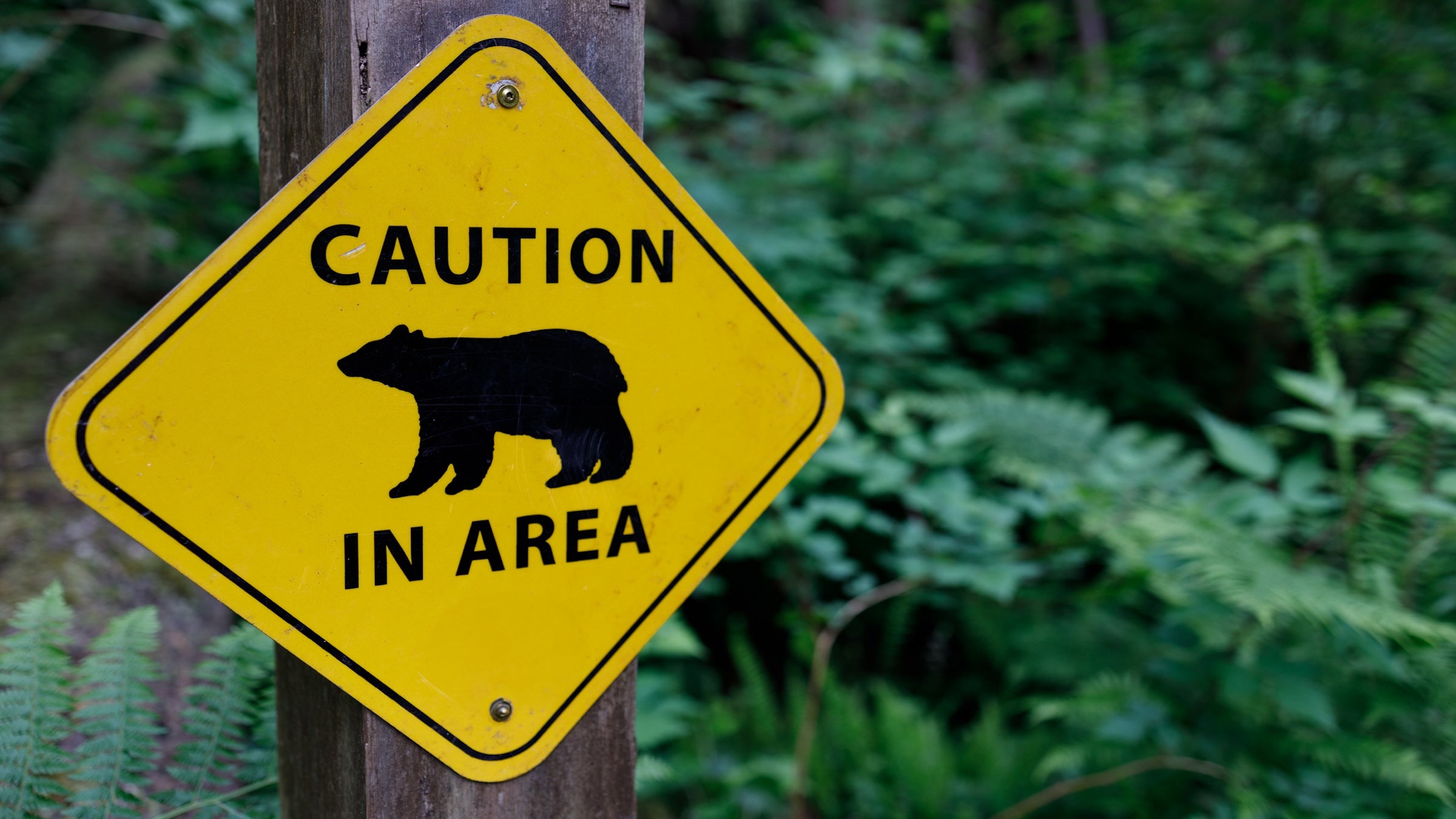 Colorado Just Recorded Its First Bear Attack of 2026