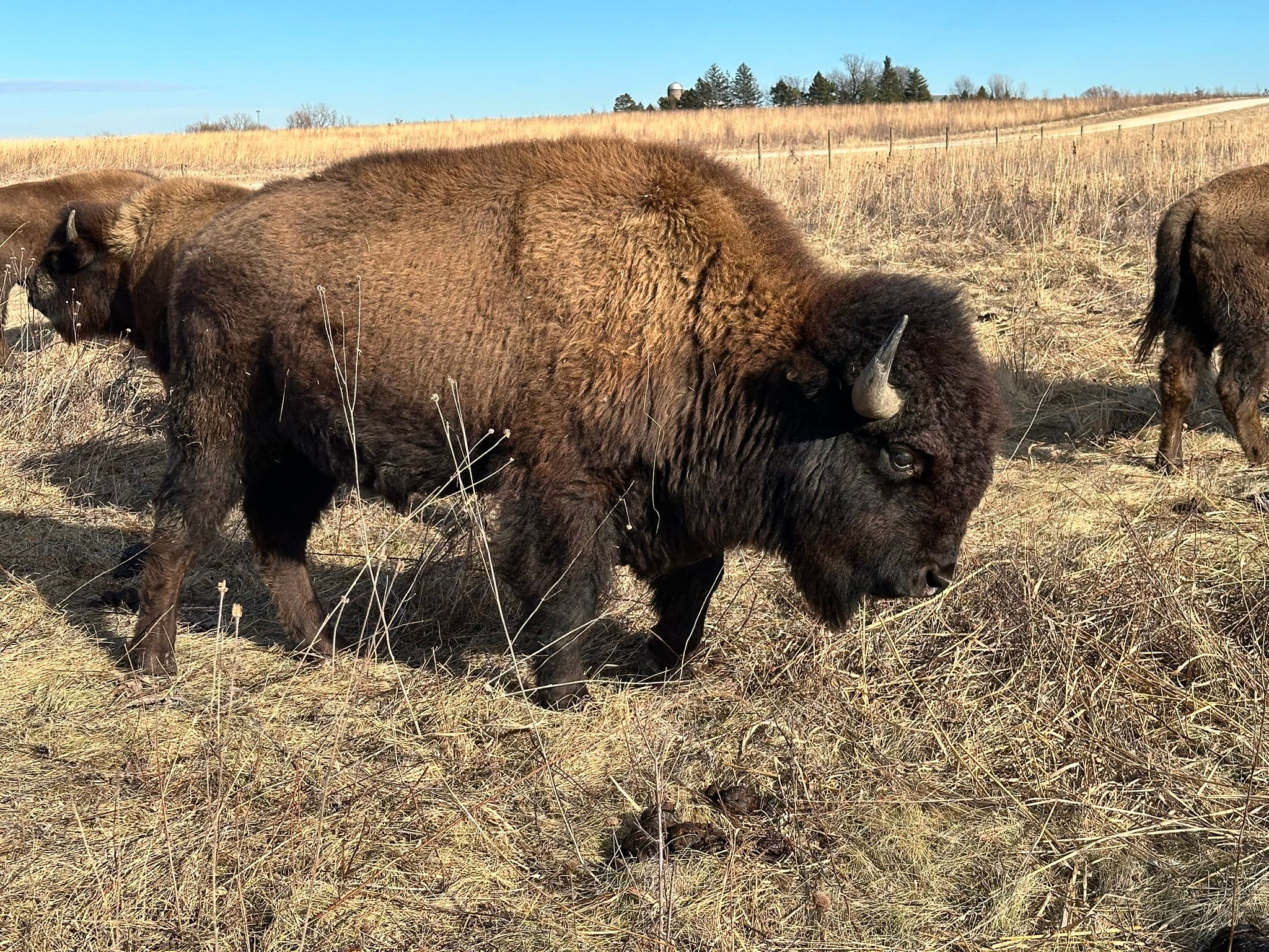 Wild Bison Return to Illinois: How to Visit Burlington Prairie