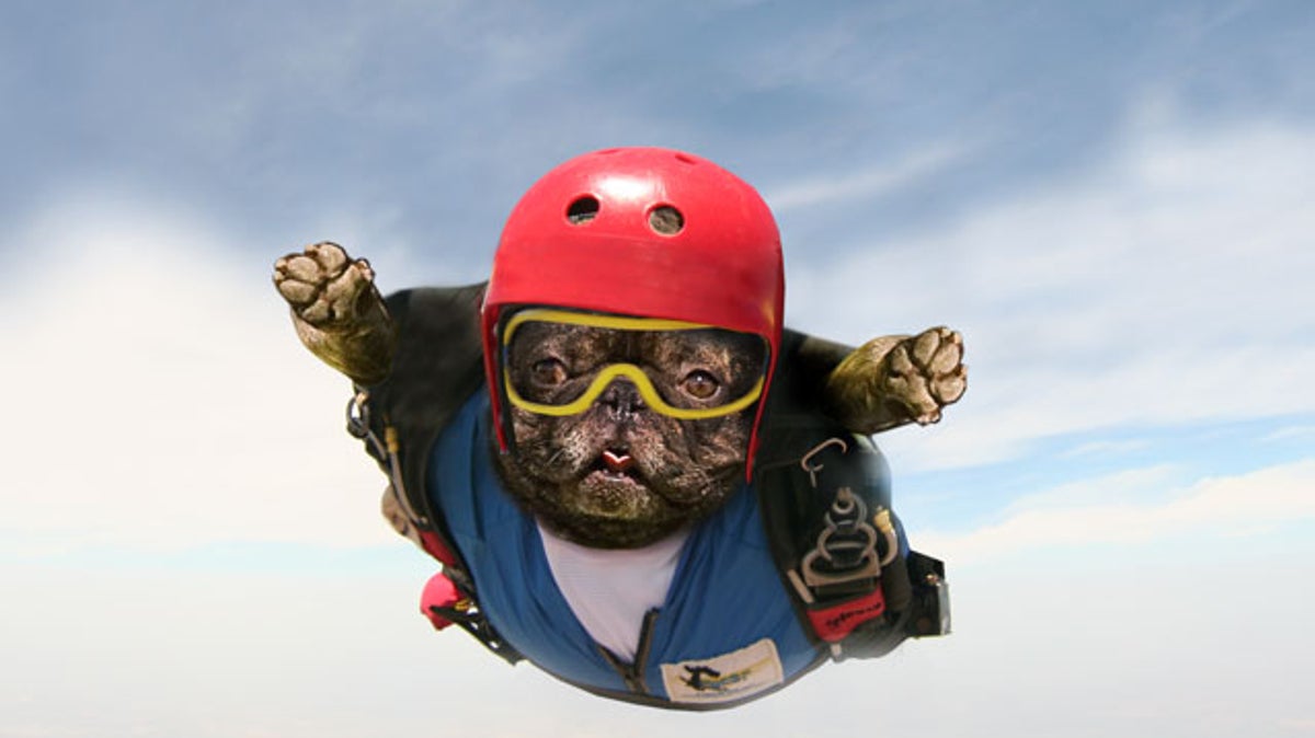 Caninsanity Doggie BASE Rig