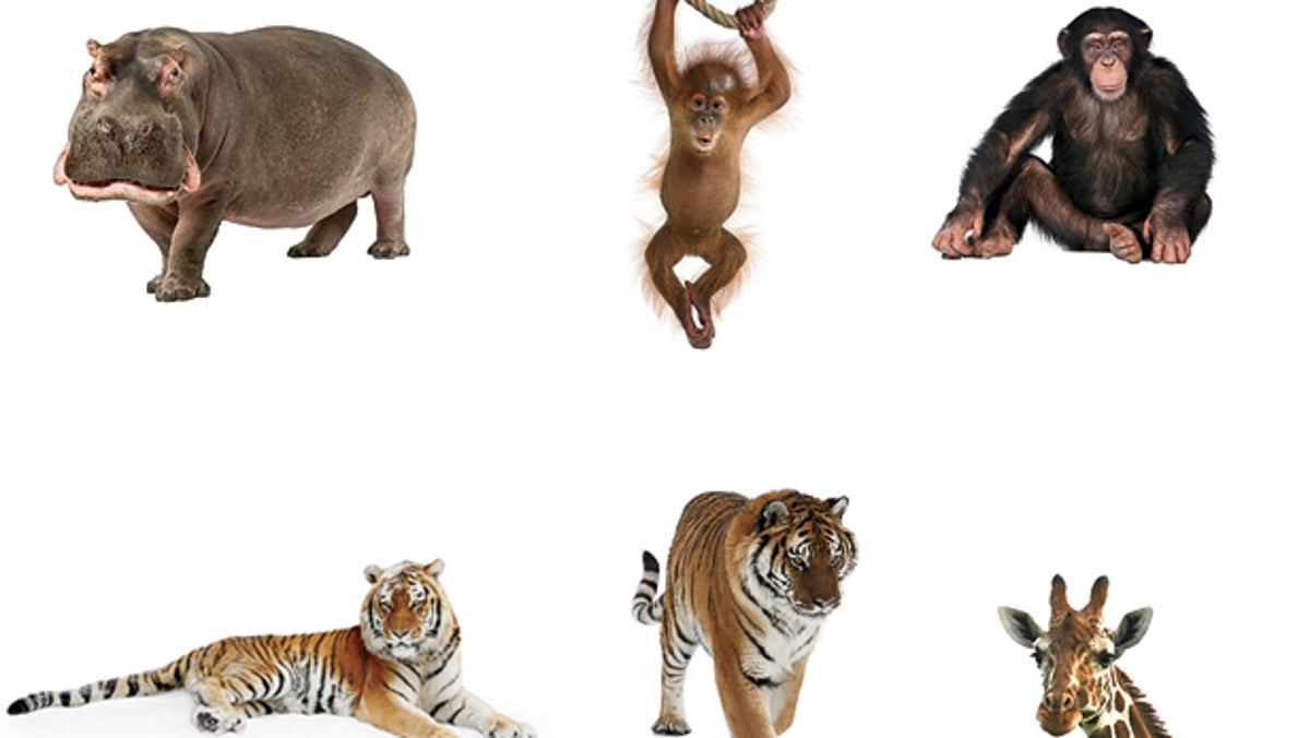 Wildlife of the Rich and Famous