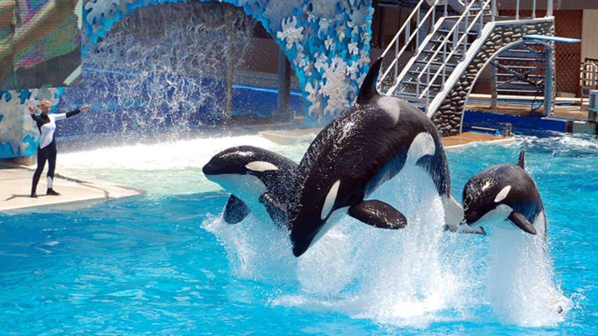 Shamu Show Smackdown