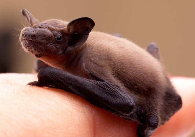 Weekend Reading: Stop Petting the Bats