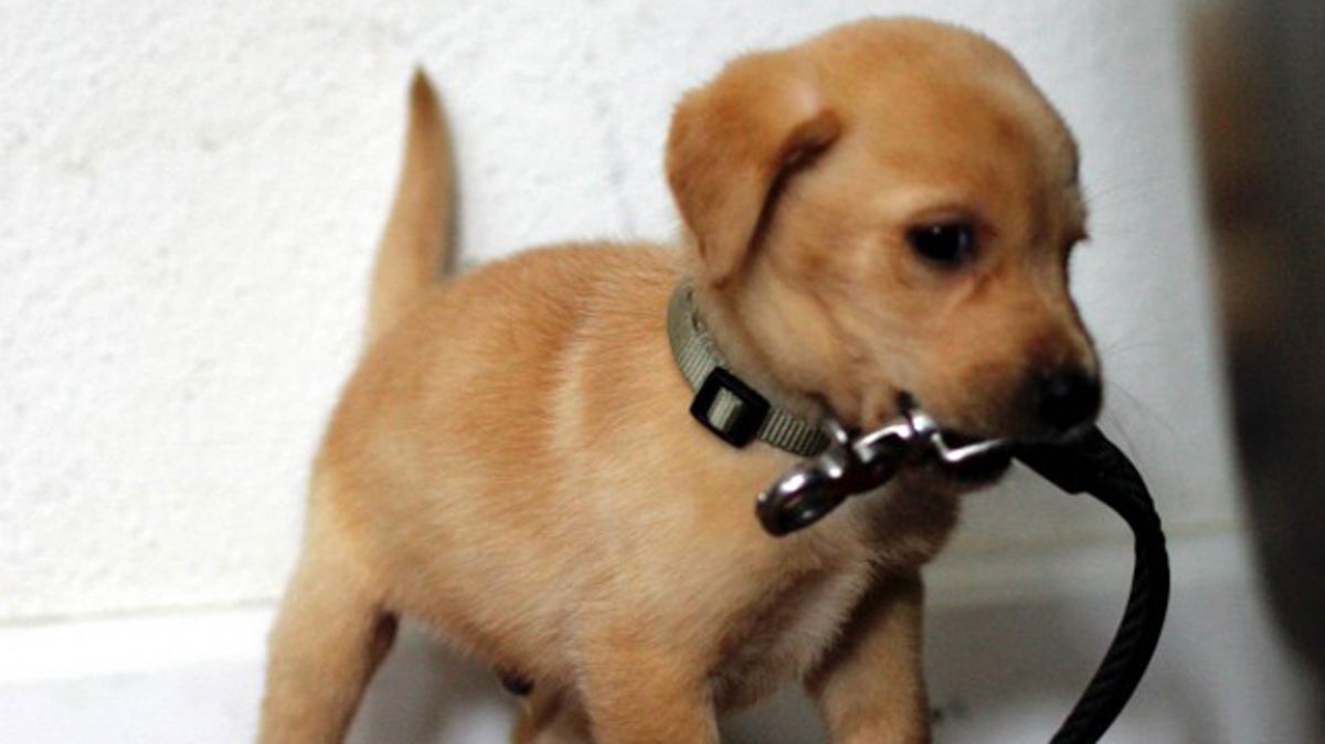 How to Capture a Dog's Best Behavior