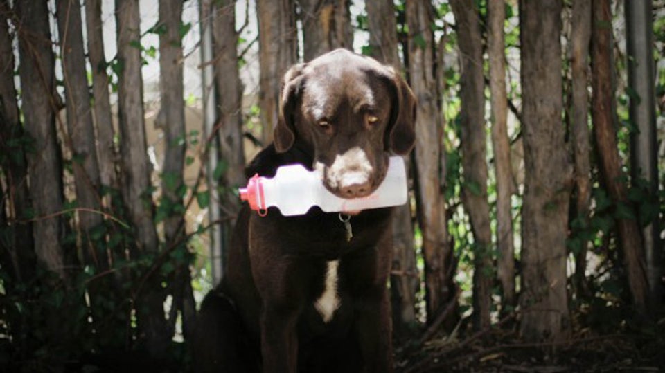 How to Punish Your Dog