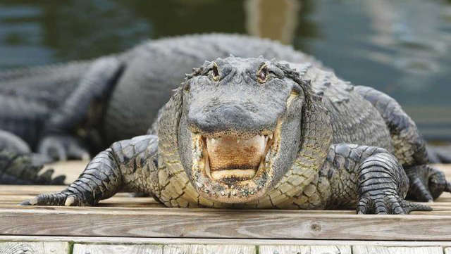 The Deadliest Animals in the U.S.