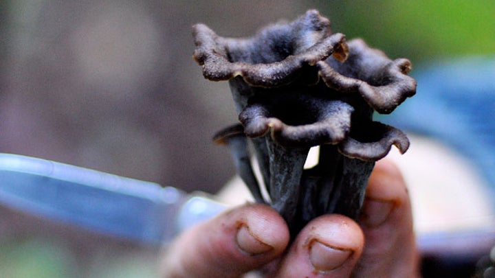 The Secret Lives of Mushroom Hunters