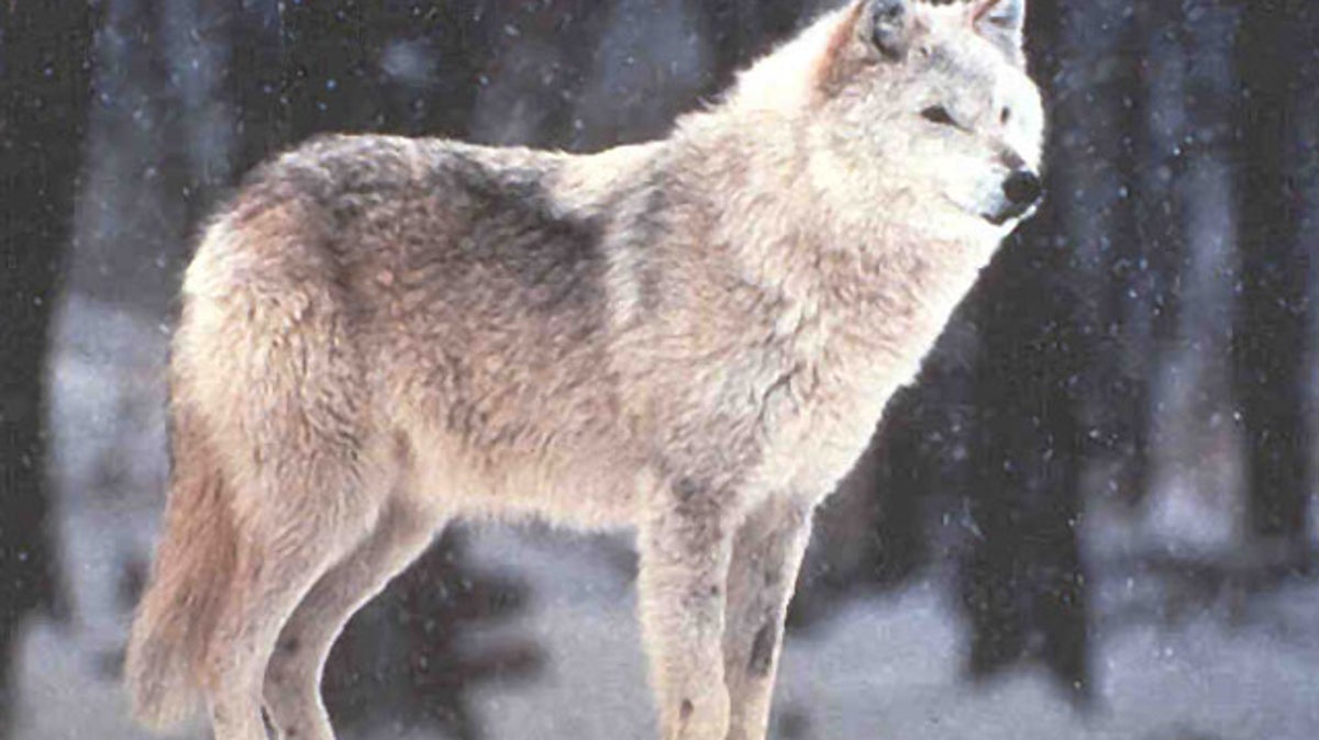 Wolf Tourism: So Hot Right Now