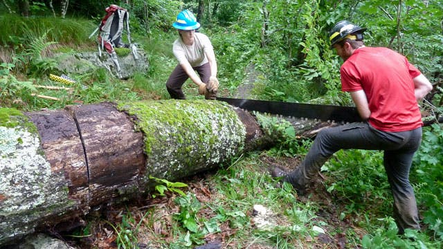 cross crown logging