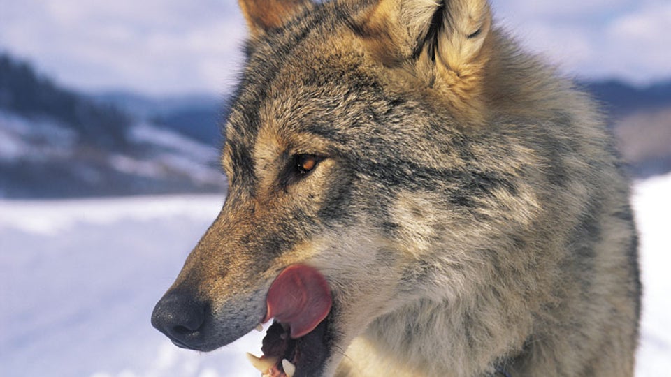 The Post-Communist Wolf