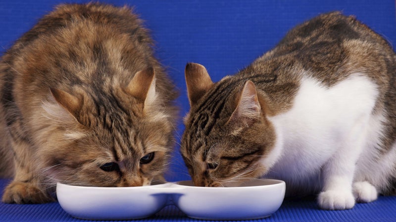 How Your Diet Makes You Lazy
