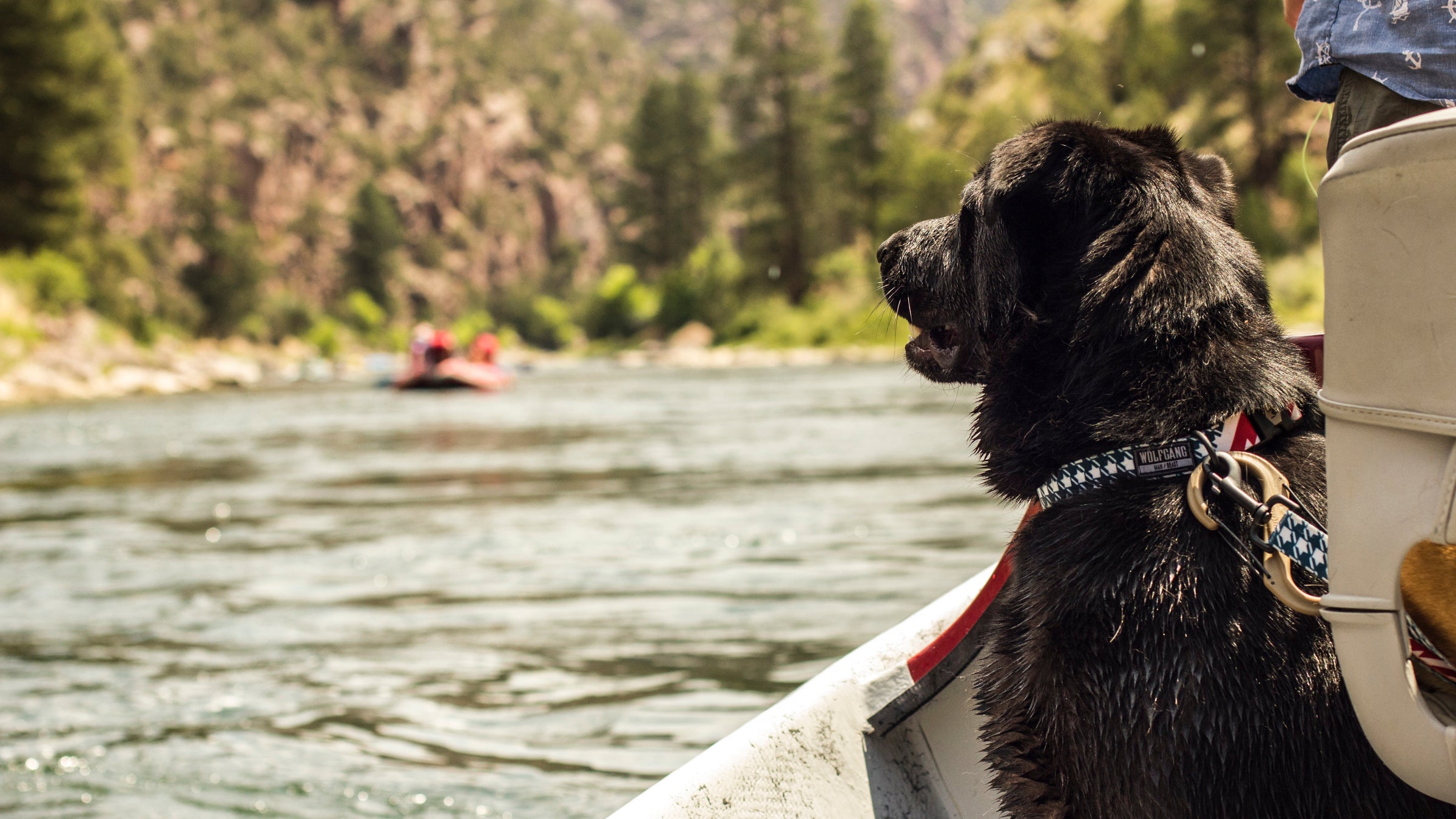 5 Hot-Weather Essentials for Your Dog