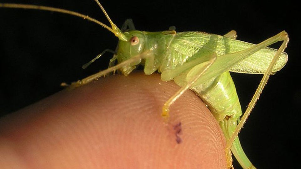 What are the best insects to eat?