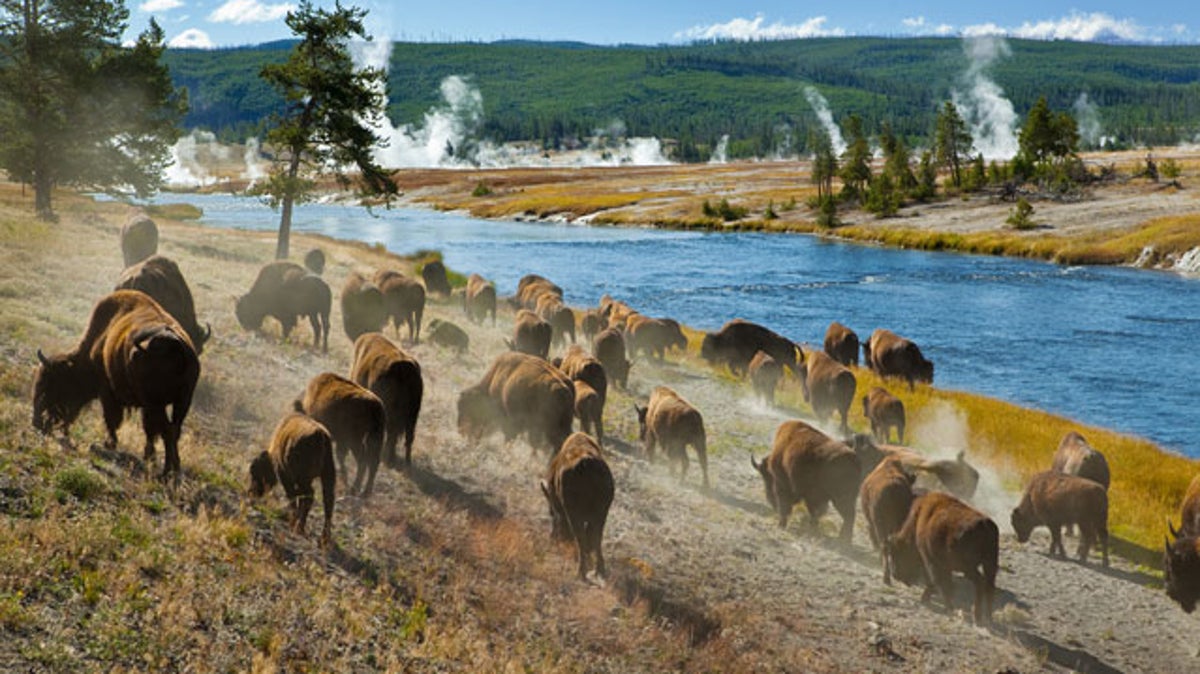 What's the best way to beat the crowds in Yellowstone?