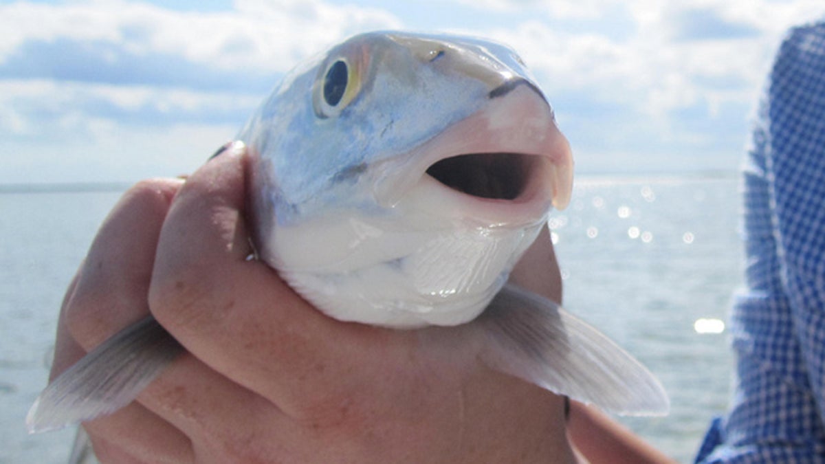 What Are Some Tips for Bonefishing Beginners, and Where Will They Have ...