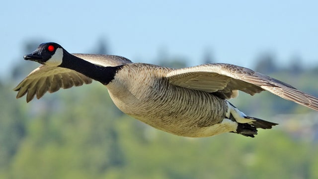 Canada Fights Geese With Drone Strikes
