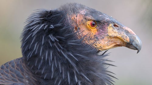 California Condor Cam Goes Live