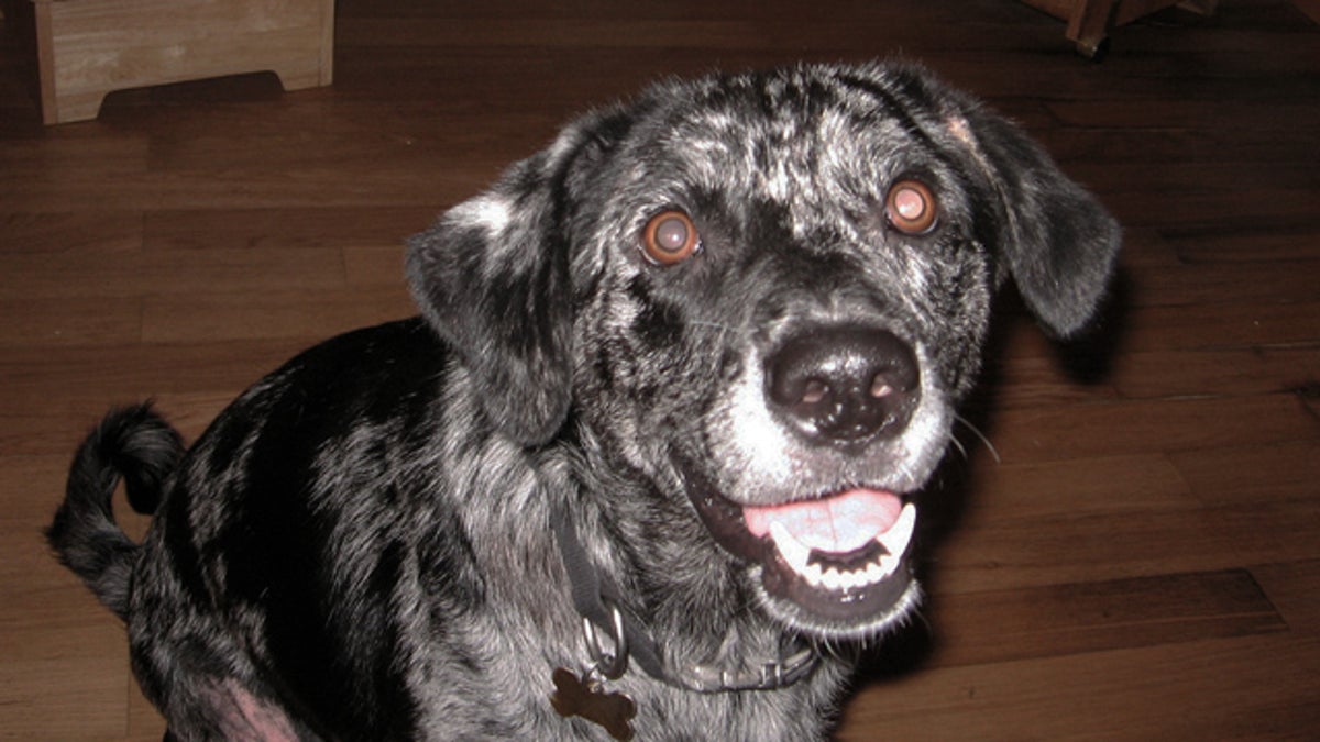 High Incidence of Dogs Eating Marijuana