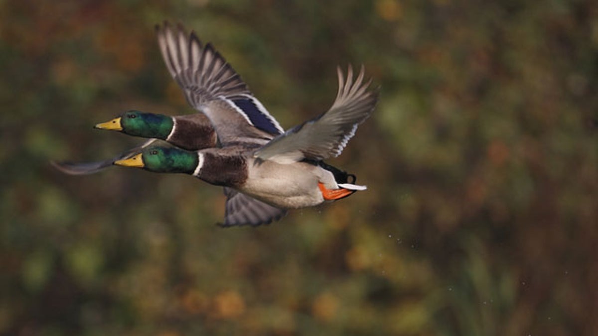 3 New Duck Dynasty Books Coming Out