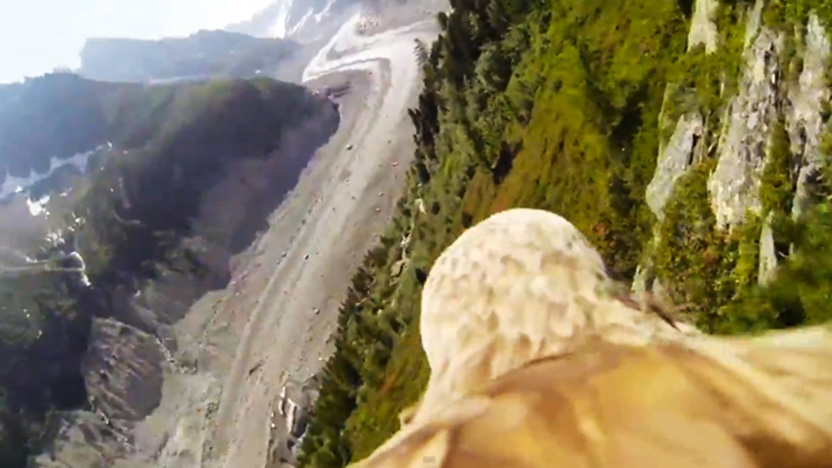 WATCH: GoPro Strapped to an Eagle