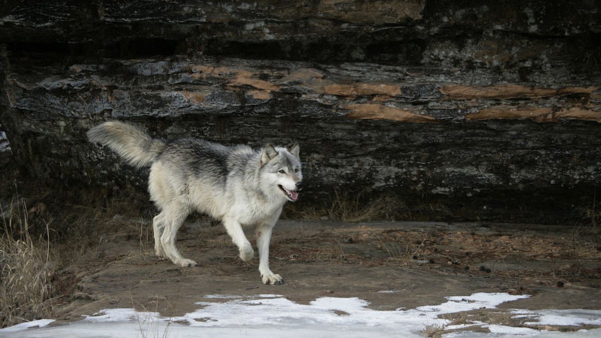 Wolf Season Opens in Michigan