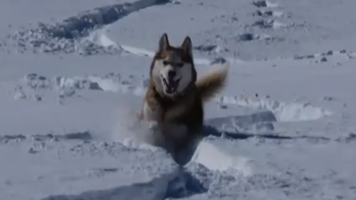 Dog Saves Paralyzed Skier
