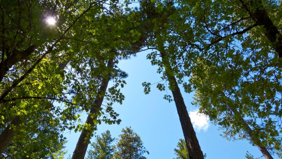 Lost Hunter Survives 19 Days in California Forest