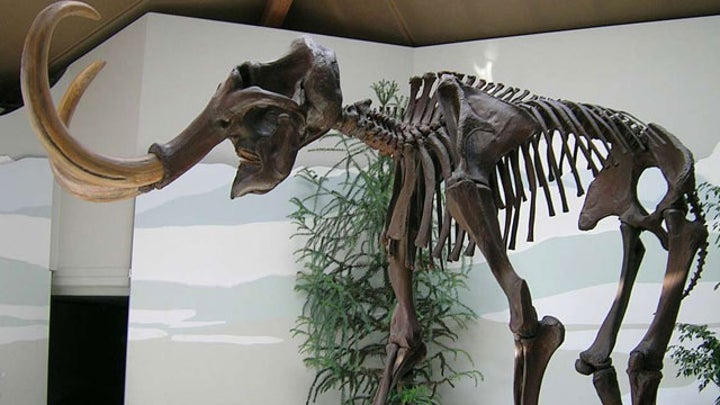 Scientist Explains Mammoth Cloning